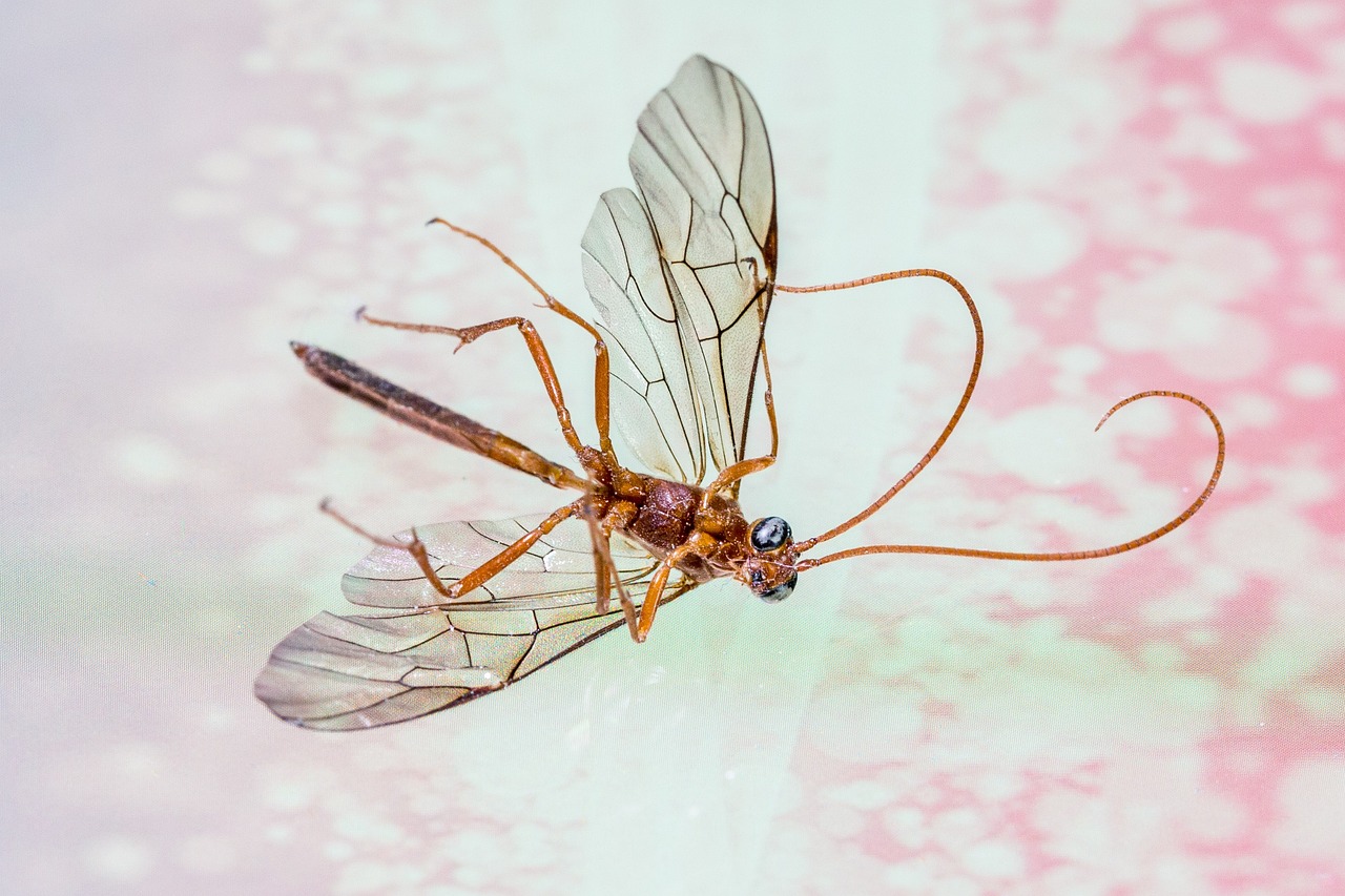 Was ist eine Schnake? | EPENPORTAL.DE